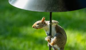 The Best Squirrel Baffles for 2022- Bird Nature