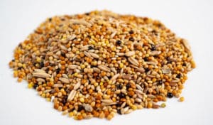 The Best Finch Foods for 2022 - Bird Nature