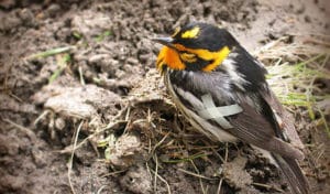 How to Fix a Birds Broken Wing - Bird Nature