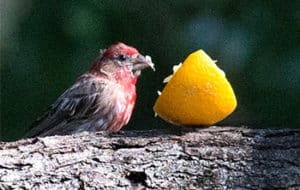 What Birds Eat Oranges - Bird Nature