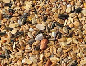 What Kind of Bird Seed Do Cardinals Like - Bird Nature