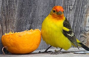 What Birds Eat Oranges - Bird Nature