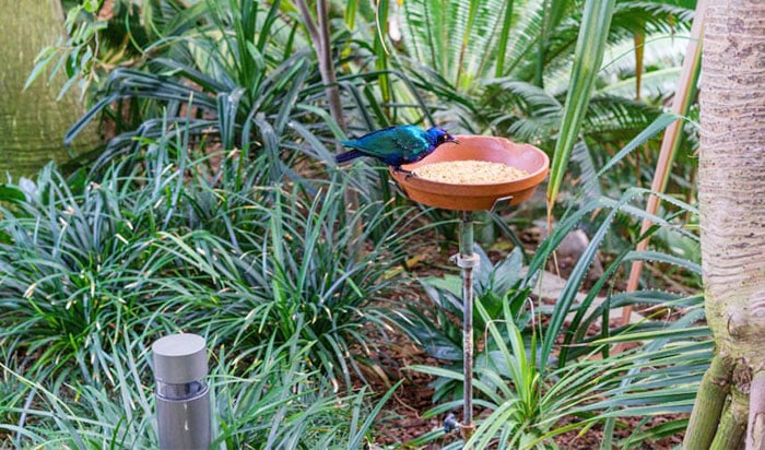 What to Put Under Bird Feeders What to Put Under Bird Feeders