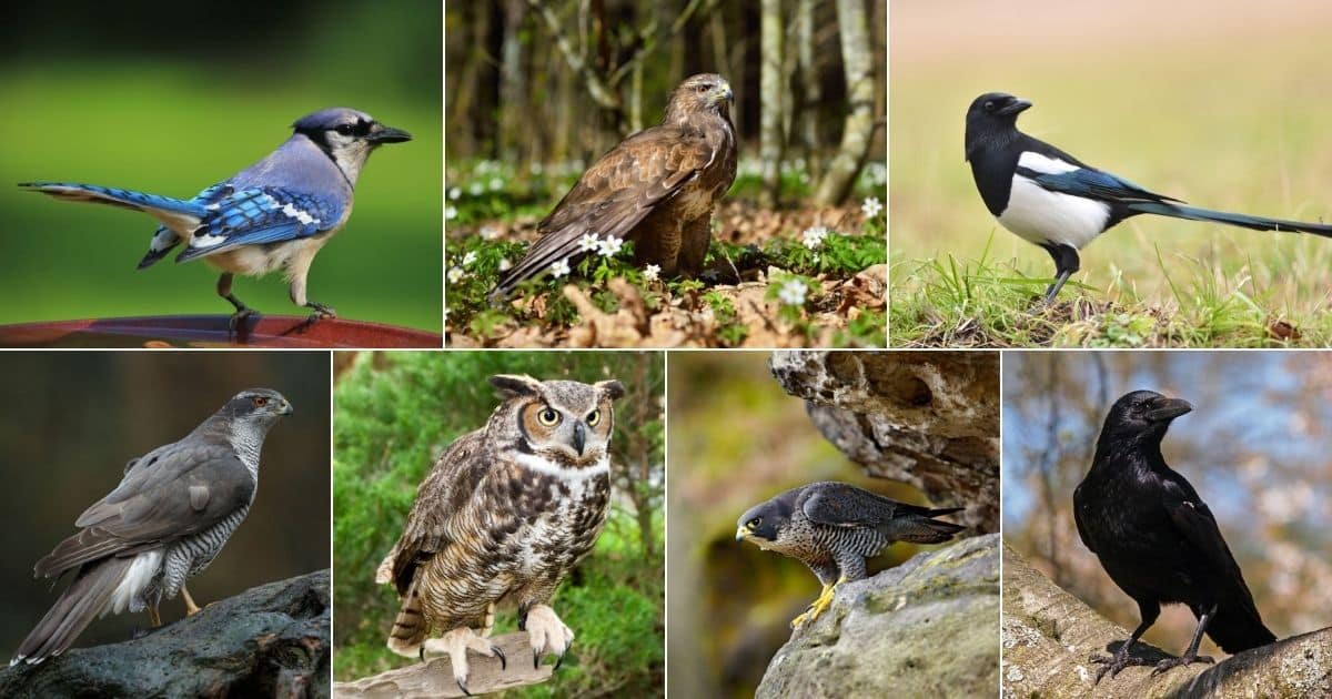 11 Birds That Chase Cats (Photos & Facts) - Bird Nature