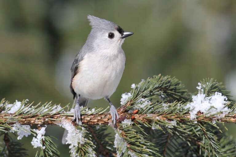 27 Most Popular Birds in Missouri (With Photos) - Bird Nature