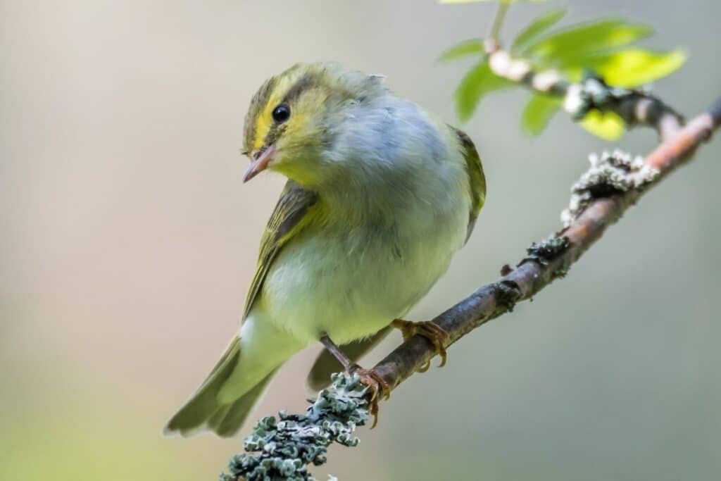 27 Most Popular Birds in Missouri (With Photos) - Bird Nature