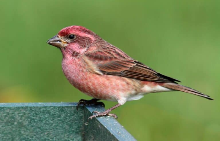 17 Birds with Red Chests (Facts, Photos, ID) - Bird Nature