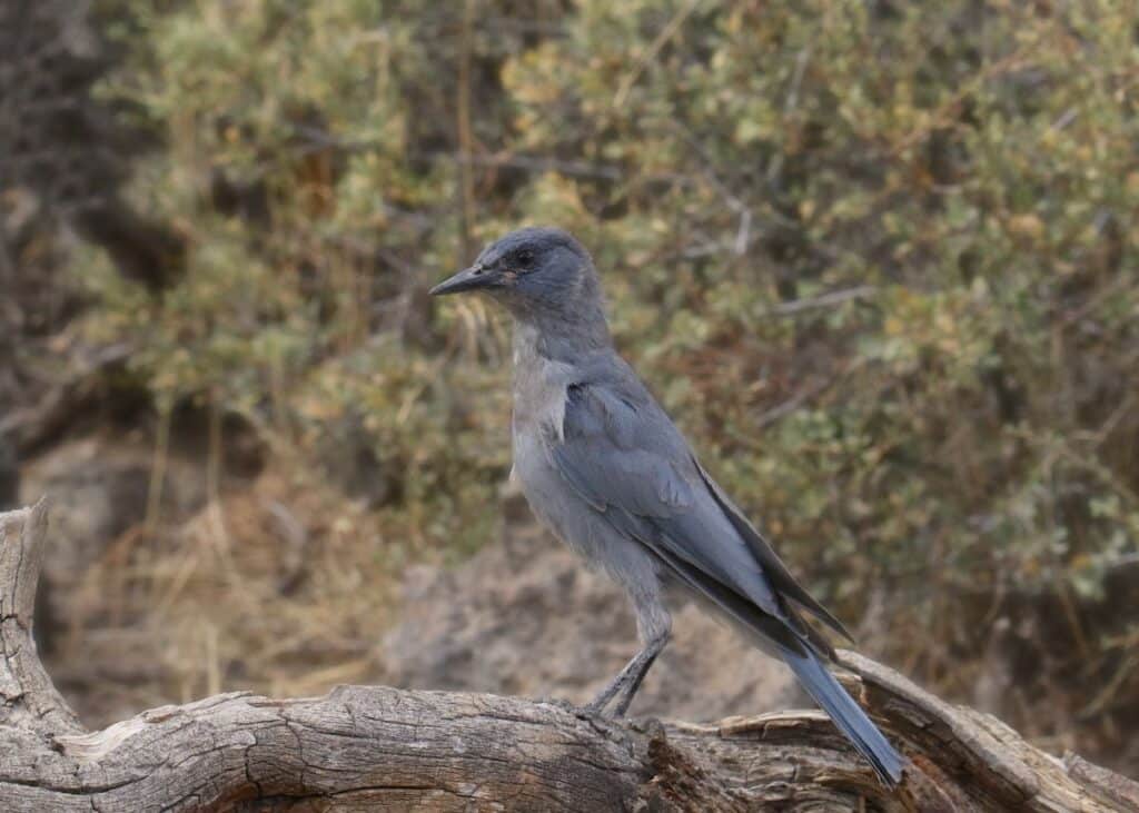 17 Birds That Look Like Blue Jays (Photos & Facts) - Bird Nature