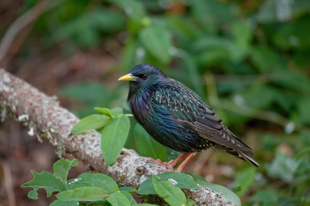 17 Most Common Types of Birds in Pennsylvania (With Photos) - Bird Nature