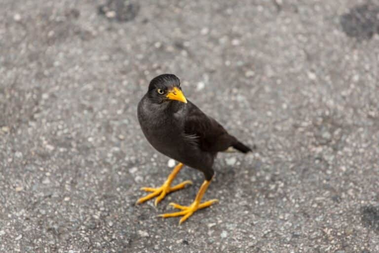 21 Bird Types That Start With M (With Photos) - Bird Nature