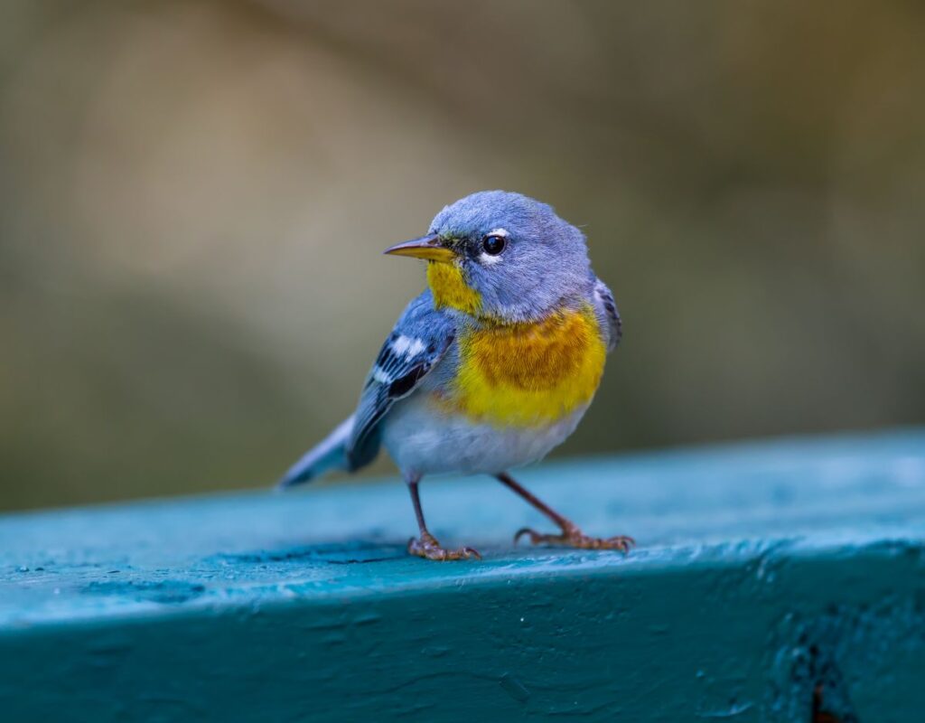 36 Yellow Birds in Ohio (Examples With Pictures) - Bird Nature