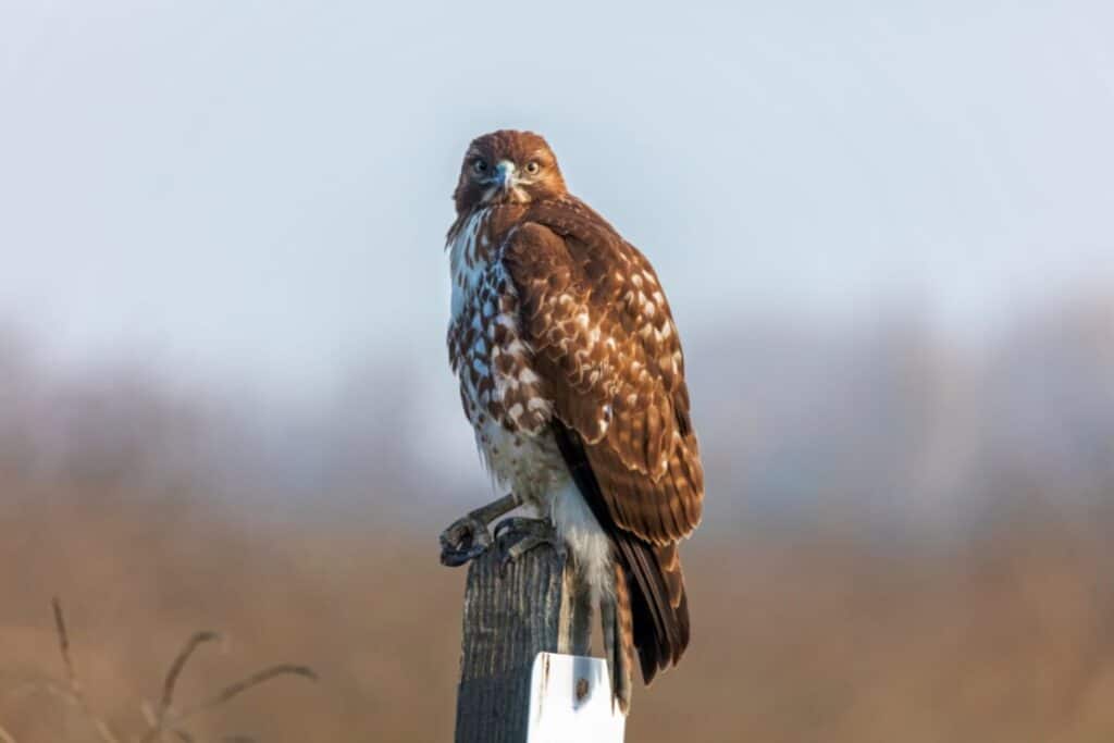27 Birds That Kill Snakes (With Photos) - Bird Nature