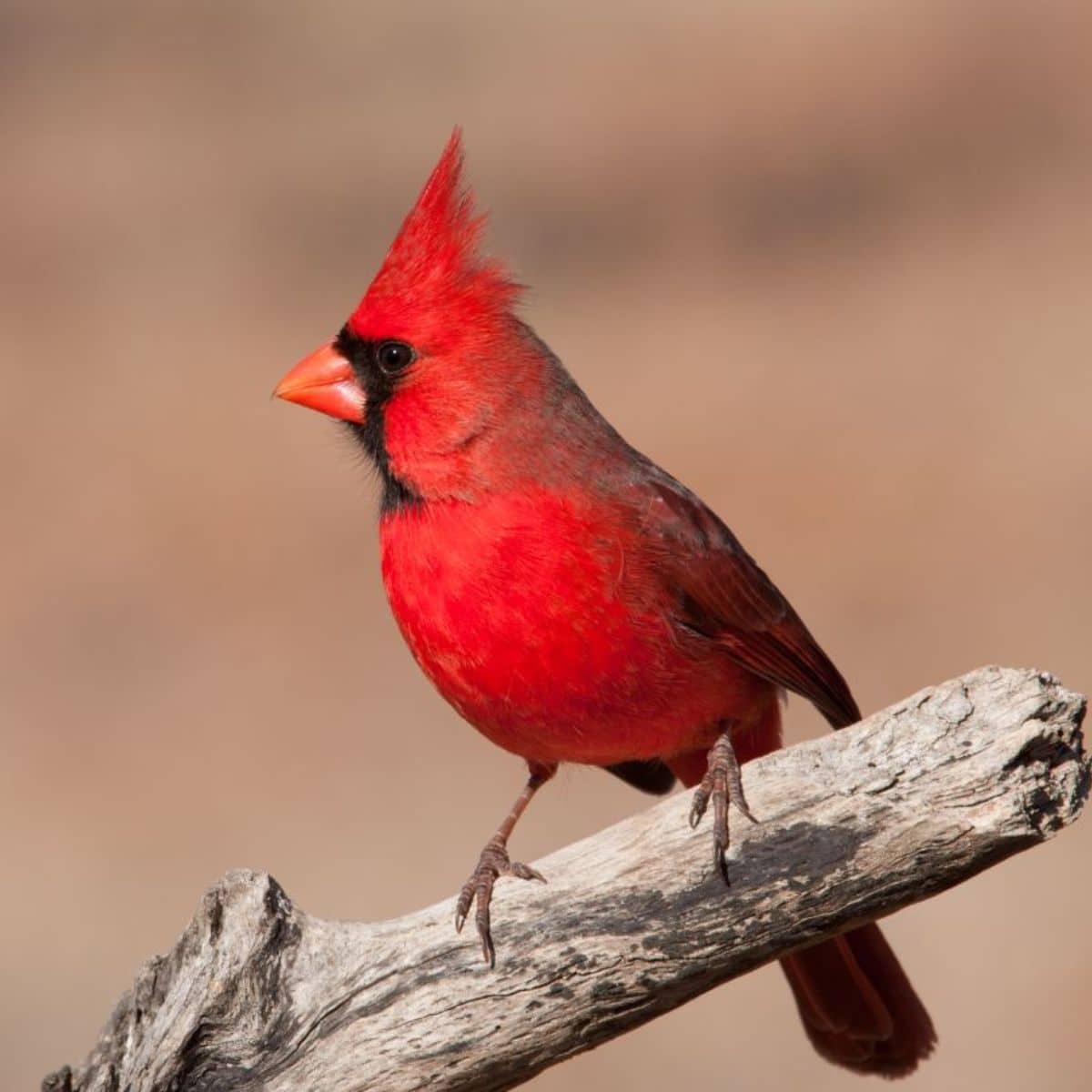 21 Stunning Red Birds From Around The World With Photos Bird Nature 21 Stunning Red Birds From Around The World With Photos Bird Nature