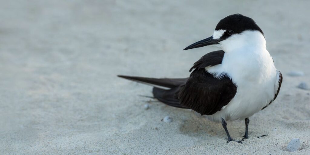 27 Birds That Lay Eggs on The Ground (Photos Included) - Bird Nature