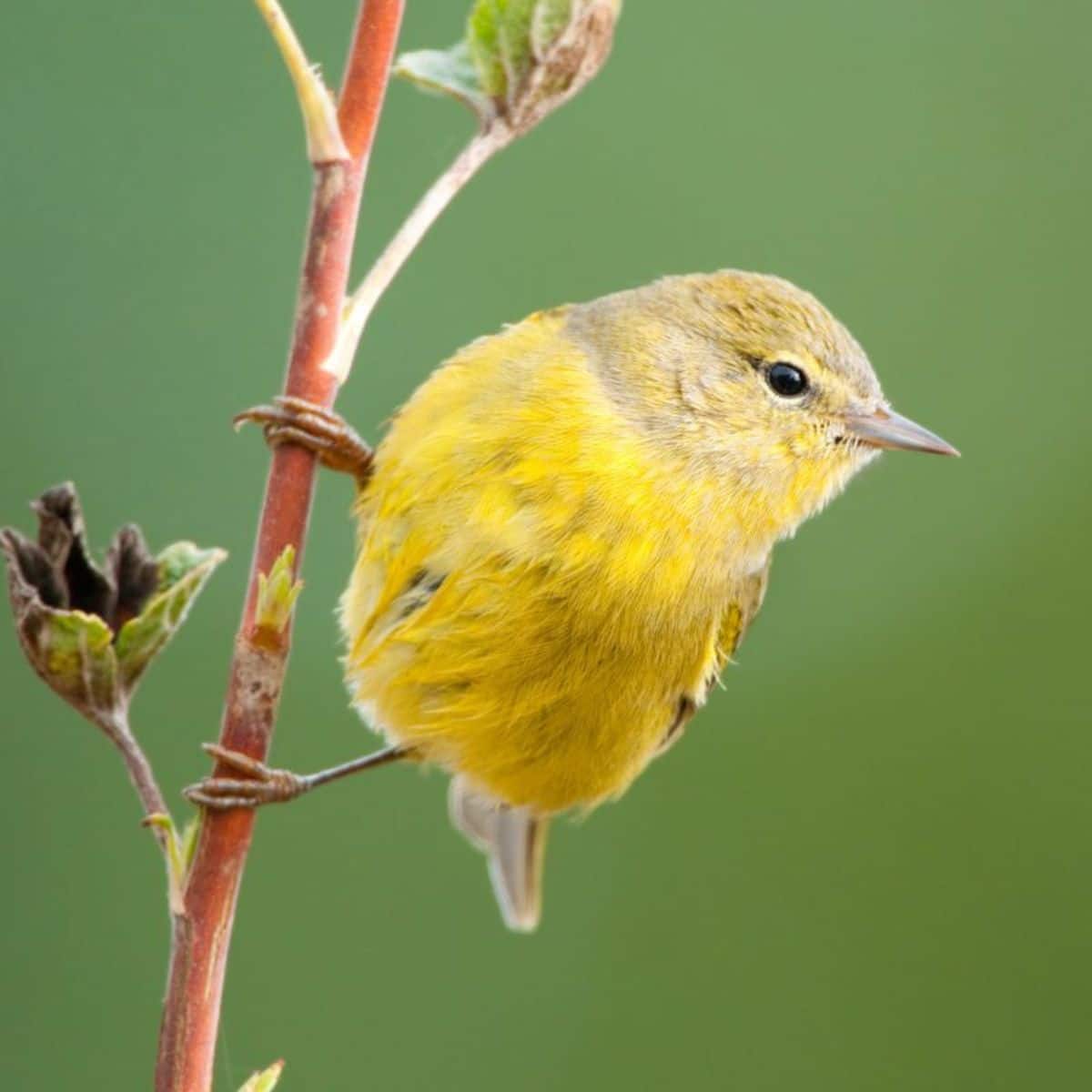 36 Yellow Birds in Ohio (Examples With Pictures) - Bird Nature
