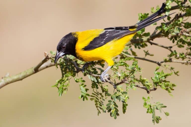 17 Small Yellow Birds That Are Fascinating (Types & Photos) - Bird Nature