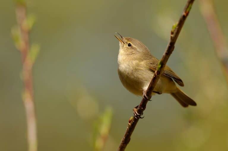 17 Birds That Chirp in the Morning (With Photos) - Bird Nature