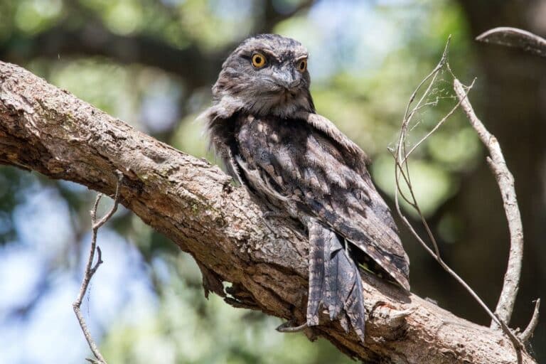 12 Bird Species That Fly at Night + Why - Bird Nature