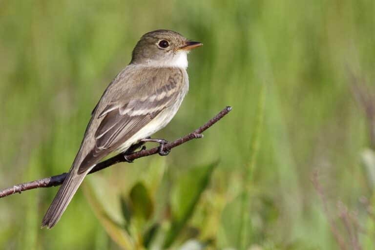 12 Bird Species That Fly at Night + Why - Bird Nature