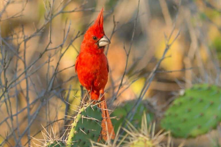 11 Red Birds That Look Like Cardinals (but they're not!) - Bird Nature