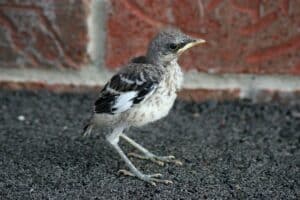 Baby Mockingbird: All The Facts You Need to Know - Bird Nature