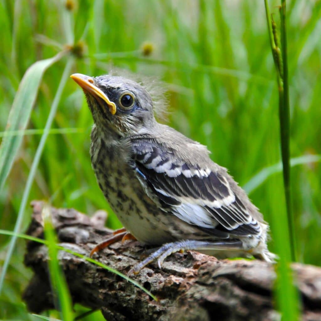 The Best Squirrel Feeders for 2022- Bird Nature