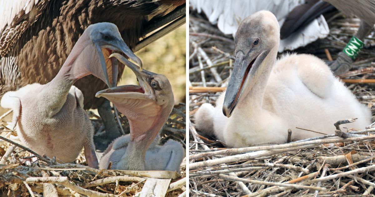 Baby Pelican: All You Need to Know (Facts 2022) - Bird Nature