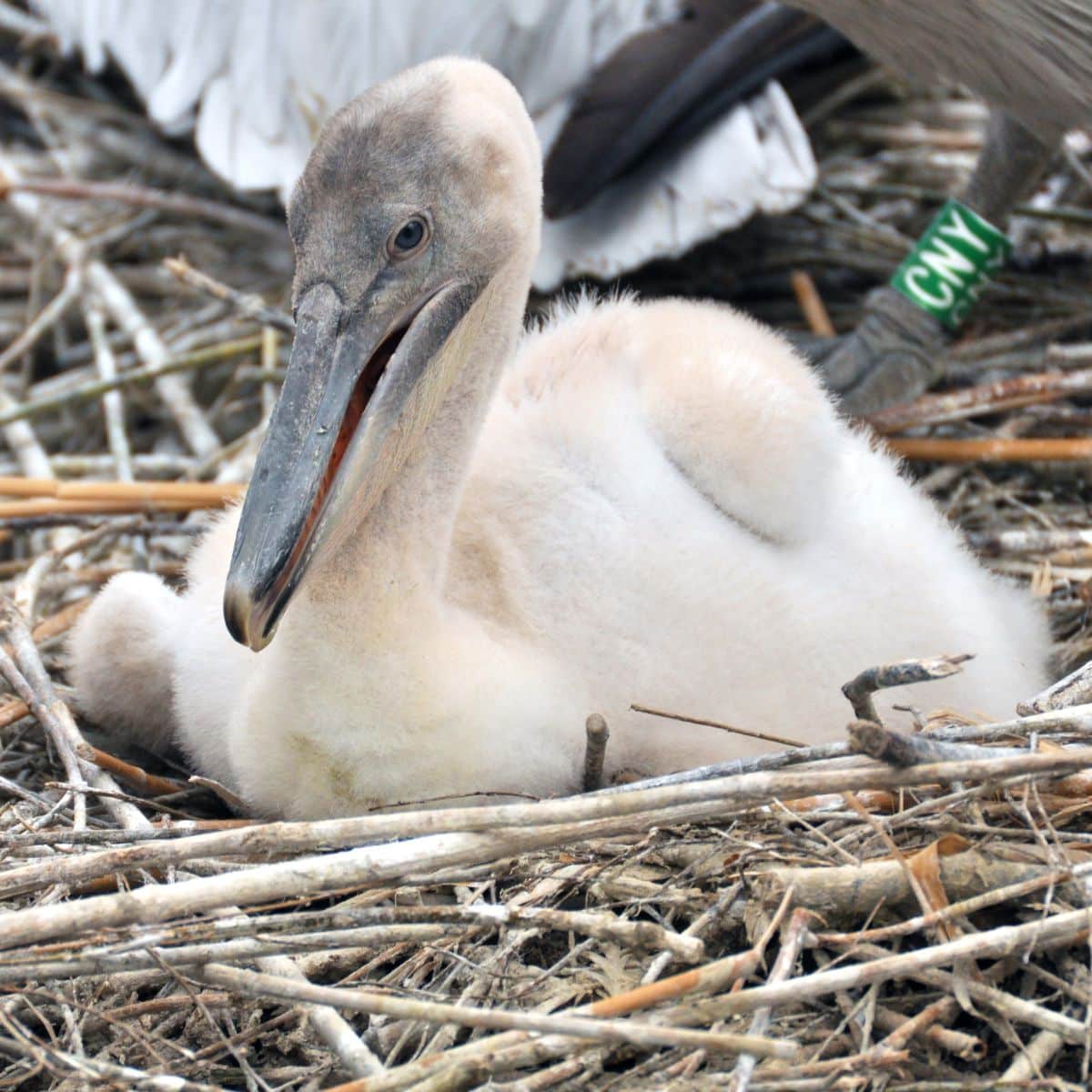 Baby Pelican: All You Need to Know (Facts 2022) - Bird Nature