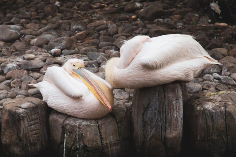 Baby Pelican: All You Need to Know (Facts 2022) - Bird Nature
