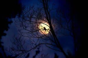 12 Bird Species That Fly at Night + Why - Bird Nature