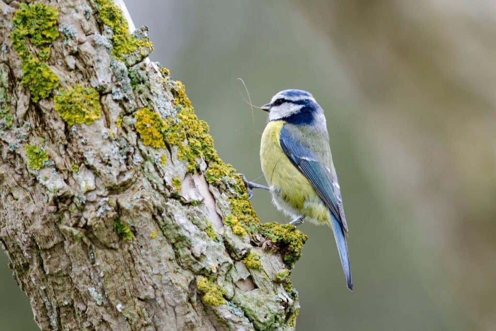 Blue Tit Nesting: Facts, Habits, and Images (Full Guide) - Bird Nature