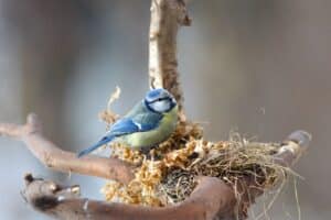 Blue Tit Nesting Facts Habits And Images Full Guide Bird Nature