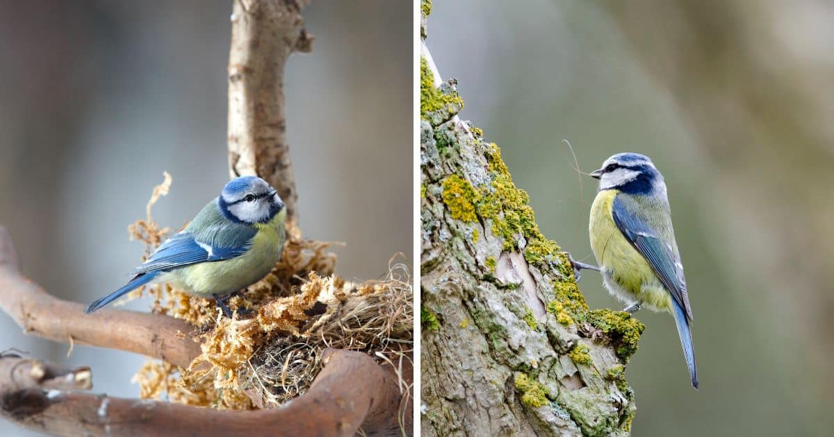 Blue Tit Nesting: Facts, Habits, and Images (Full Guide) - Bird Nature