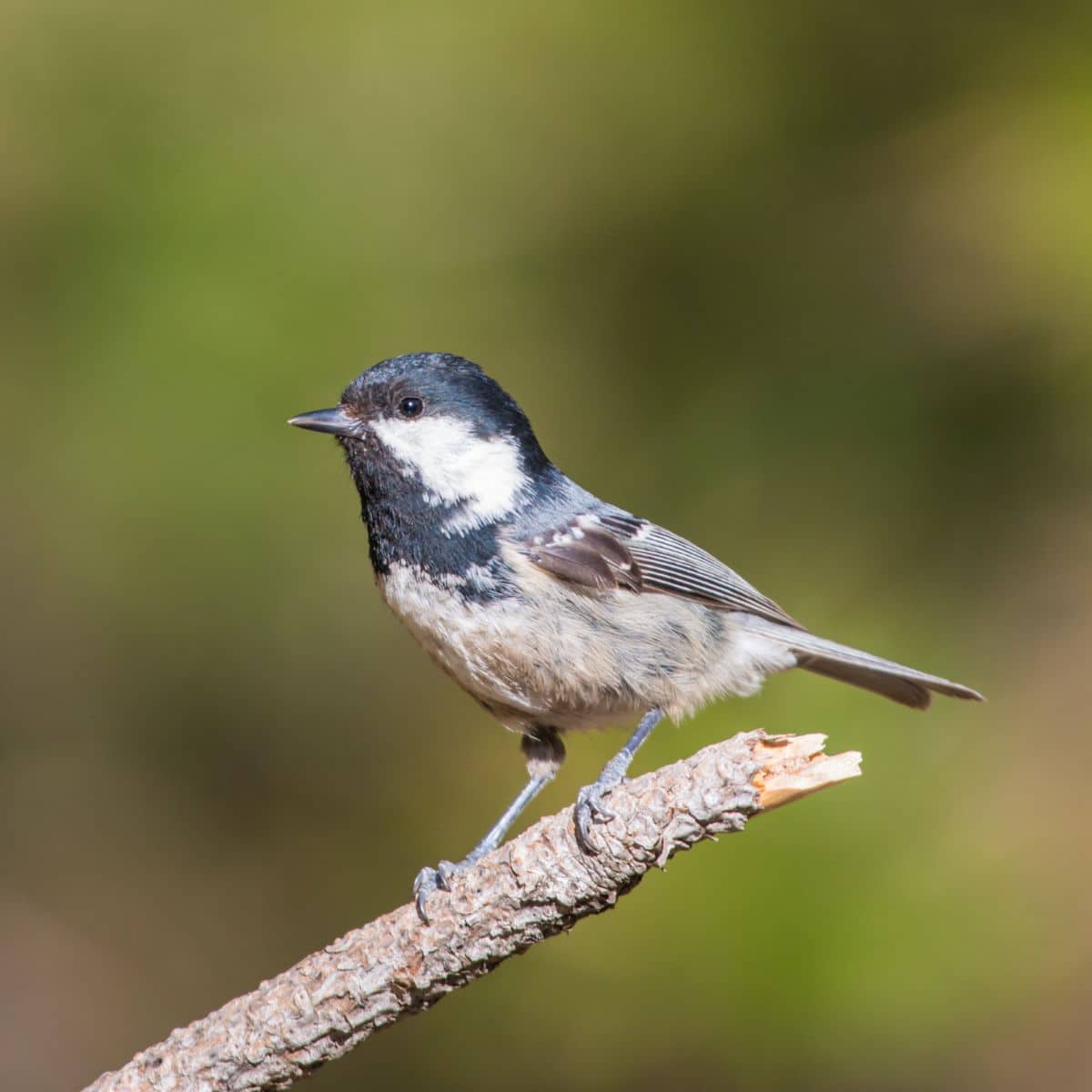 Coal Tit: Facts, Song & Diet (The Definitive Guide) - Bird Nature
