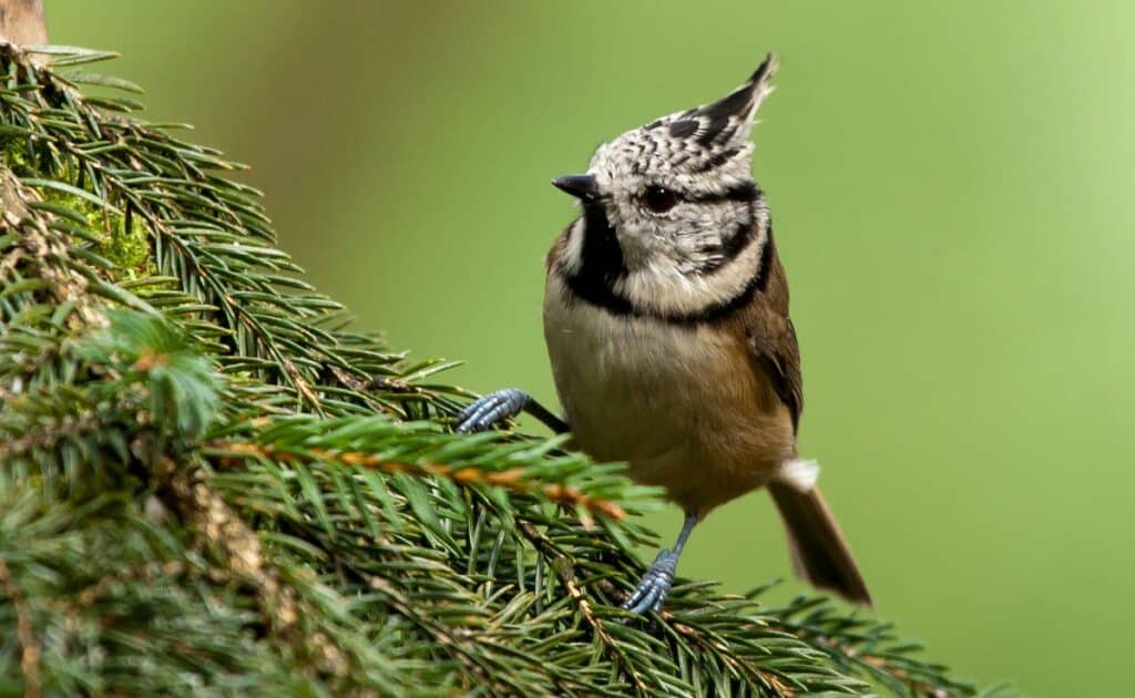 Crested Tit: Facts, Song, and Diet (The Definitive Guide) - Bird Nature
