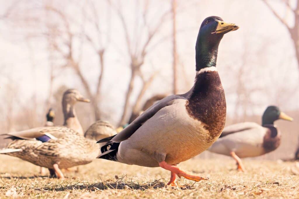 Why Do Ducks Wag Their Tails? (Pet Expert Answered) - Bird Nature