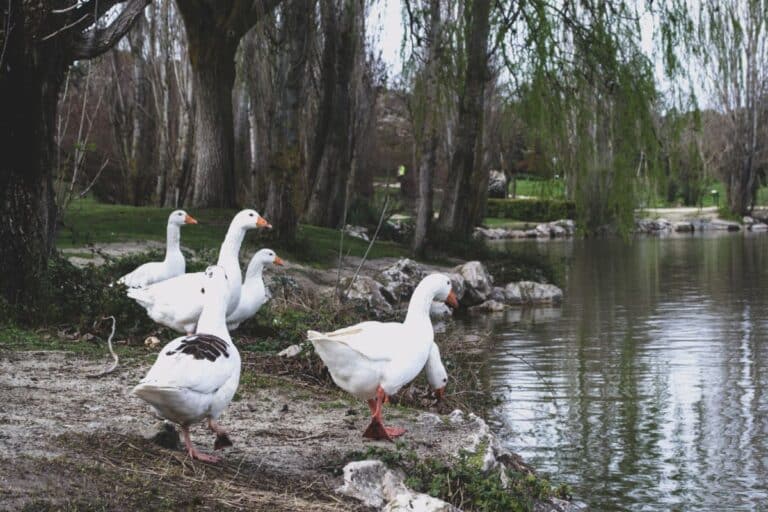 Why Do Ducks Wag Their Tails? (Pet Expert Answered) - Bird Nature
