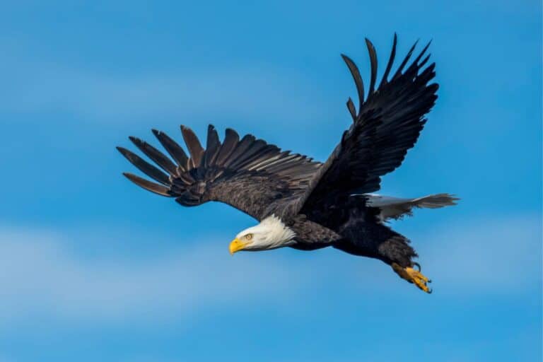 Eagle Feet: All You Need To Know (Complete Guide) - Bird Nature