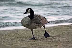 Goose Feet: Everything You Need To Know (With Pictures) - Bird Nature