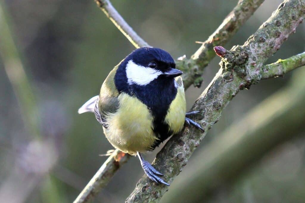 Great Tit: Facts, Song & Diet (The Definitive Guide) - Bird Nature