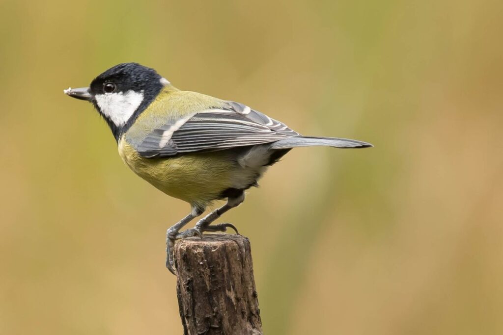 Great Tit: Facts, Song & Diet (The Definitive Guide) - Bird Nature