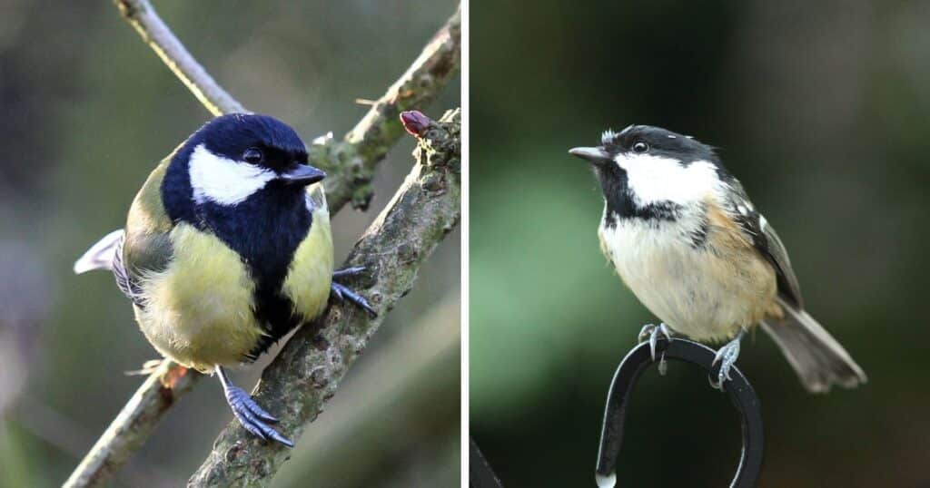 Great Tit vs. Coal Tit (11 Key Differences Explained) - Bird Nature