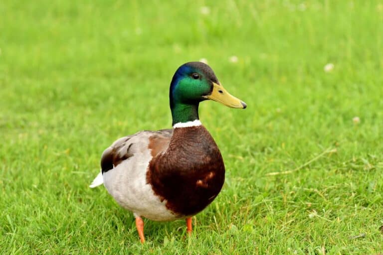Do Ducks Have Ears? (With Pictures) - Bird Nature