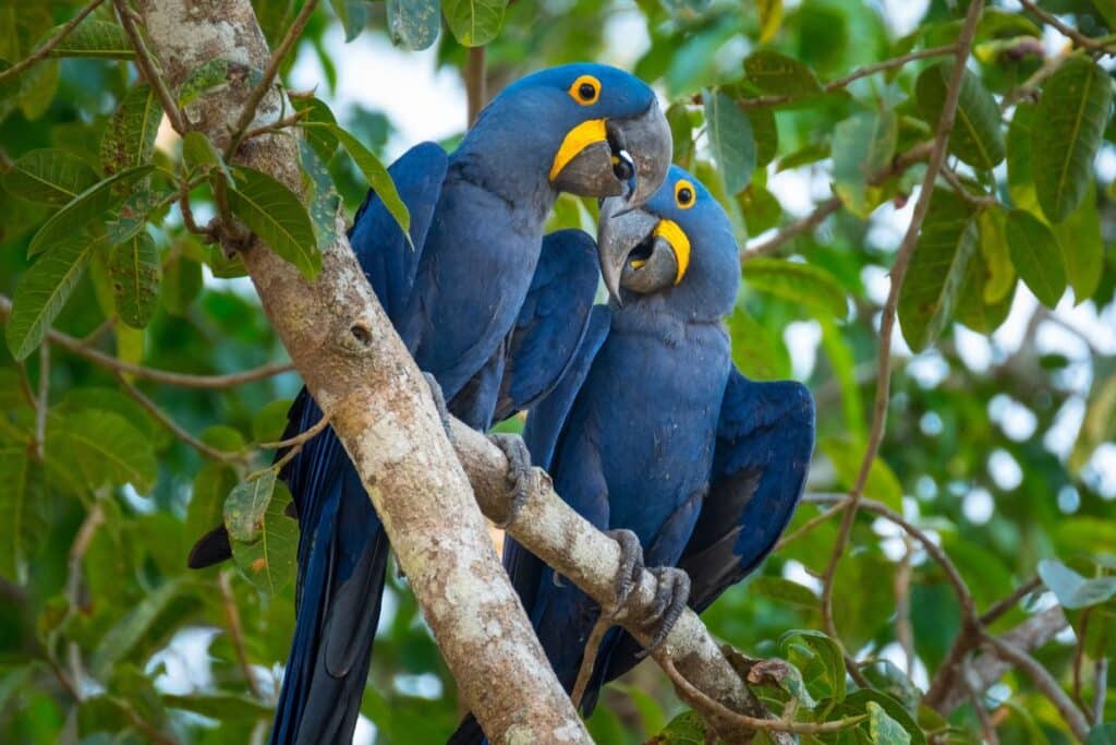 How Long Do Macaws Live? (Here's the Truth) - Bird Nature