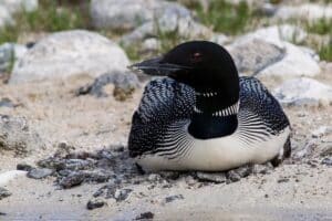Where Do Loons Go in the Winter? (And Why?) - Bird Nature