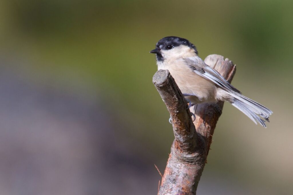 Willow Tit: Facts, Song & Diet (The Definitive Guide) - Bird Nature