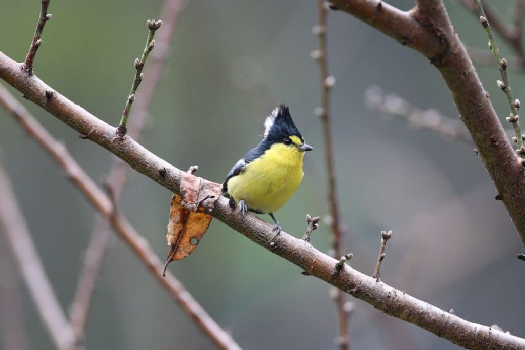 Yellow Tit Bird: Facts, Song, & Diet (The Definitive Guide) - Bird Nature
