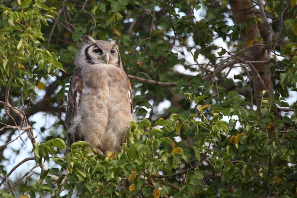 21 Bird Types That Start With V (with Pictures) - Bird Nature