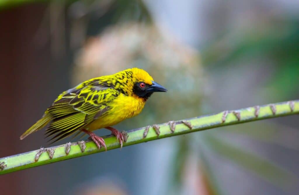 21 Bird Types That Start With V (with Pictures) - Bird Nature