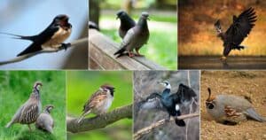 17 Birds Mentioned in the Bible ( with Photos) - Bird Nature